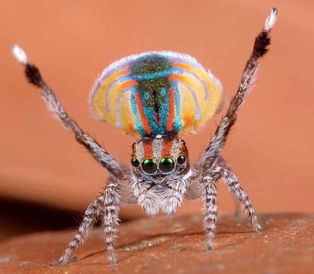 1000 Natural Wonders: #10 The Dancing Peacock Spider - Interview With ...