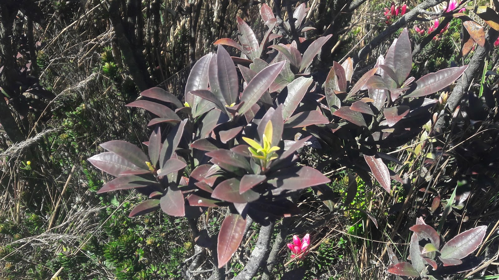 El Tablazo: Características