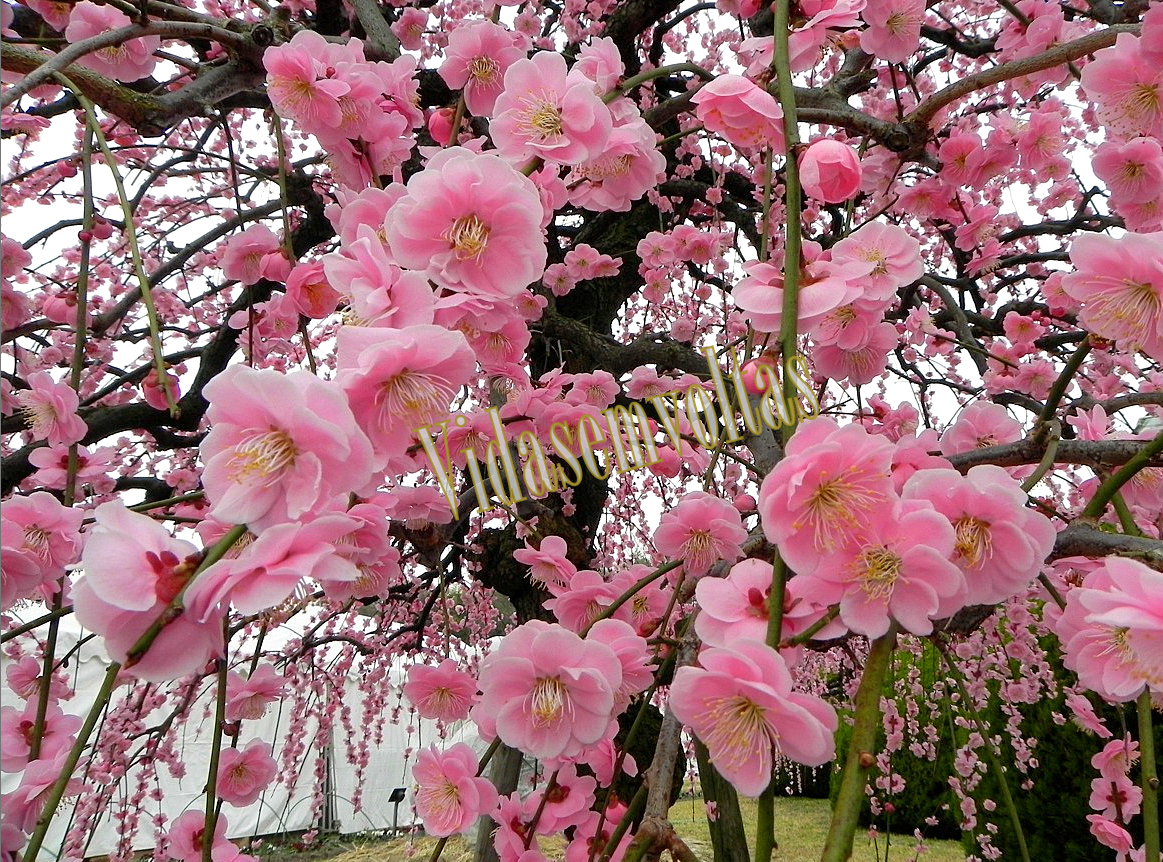Ameixeira, cerejeira, pessegueiro, quais são as diferenças entre essas ...