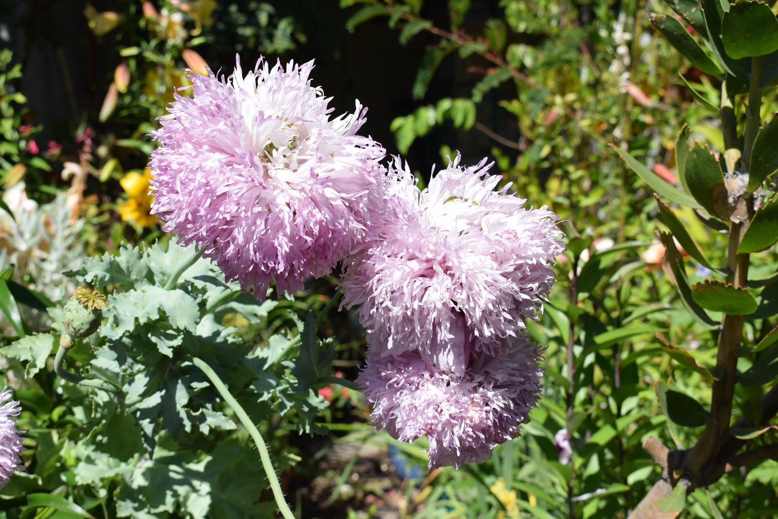 Norm's Nursery: The JPEGs and nothing but the JPEGs