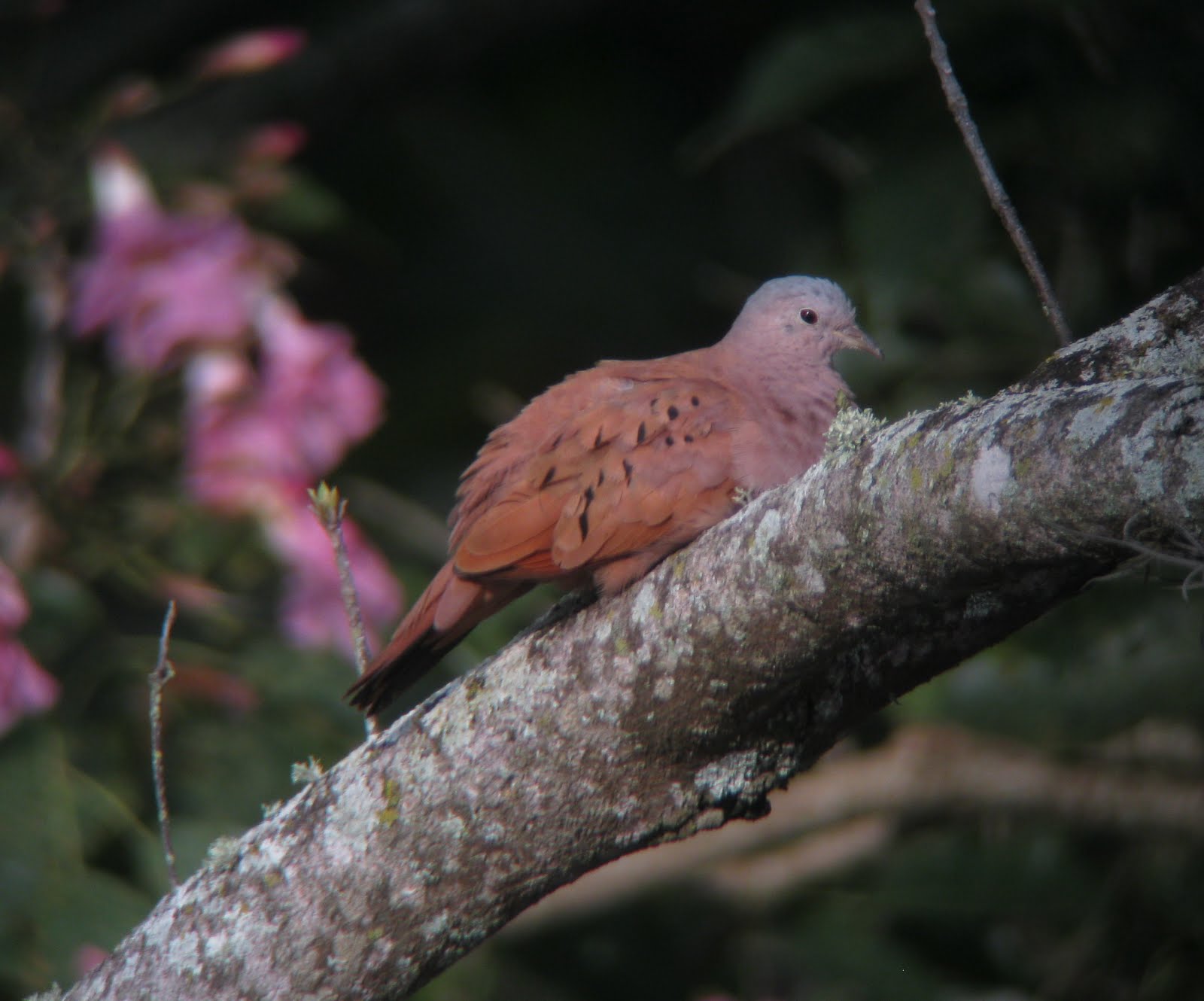 Try Colombia: Common birds in Bucaramanga