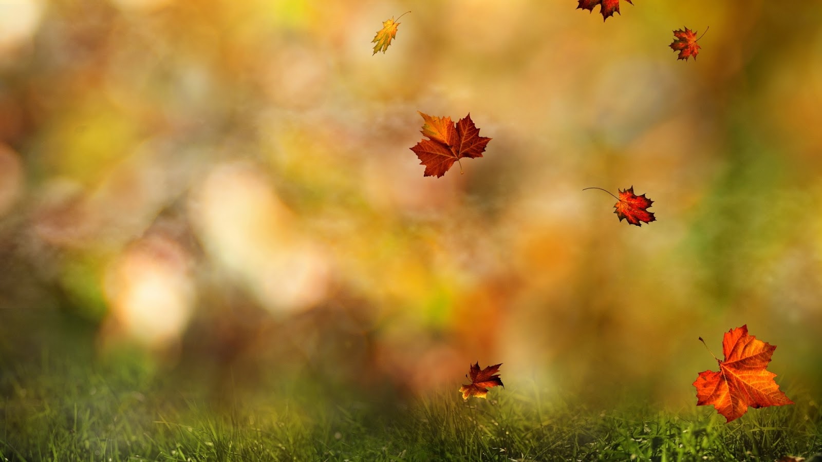 Falling Orange Leaves