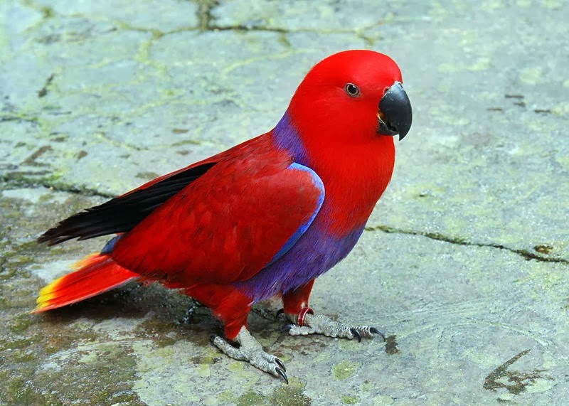 Budidaya Burung: Burung Nuri