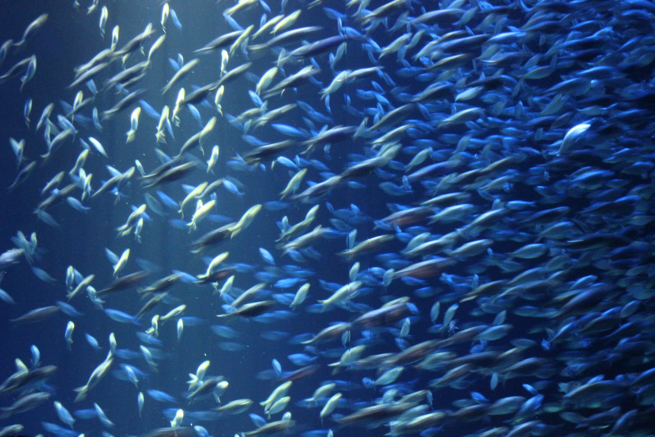 Play St. Louis: Wonders of Wildlife National Museum and Aquarium ...