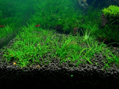 Von Stein Aquascaping: Eleocharis sp. Japan