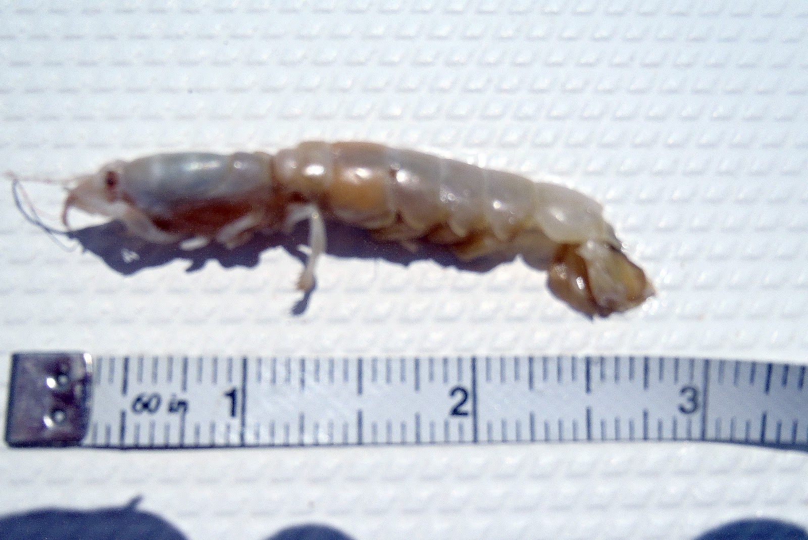 Fly Paper: Mantis Shrimp