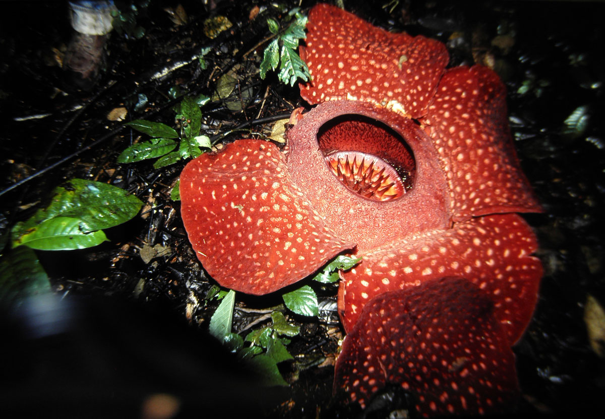 RAFFLESIA ARNOLDII FLOWER photos - wallpapers | the fun bank