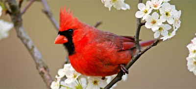 Northern Cardinal