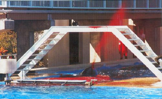 Captive Cetaceans Tragically Sad: Seaworld - when is it time to be worried?