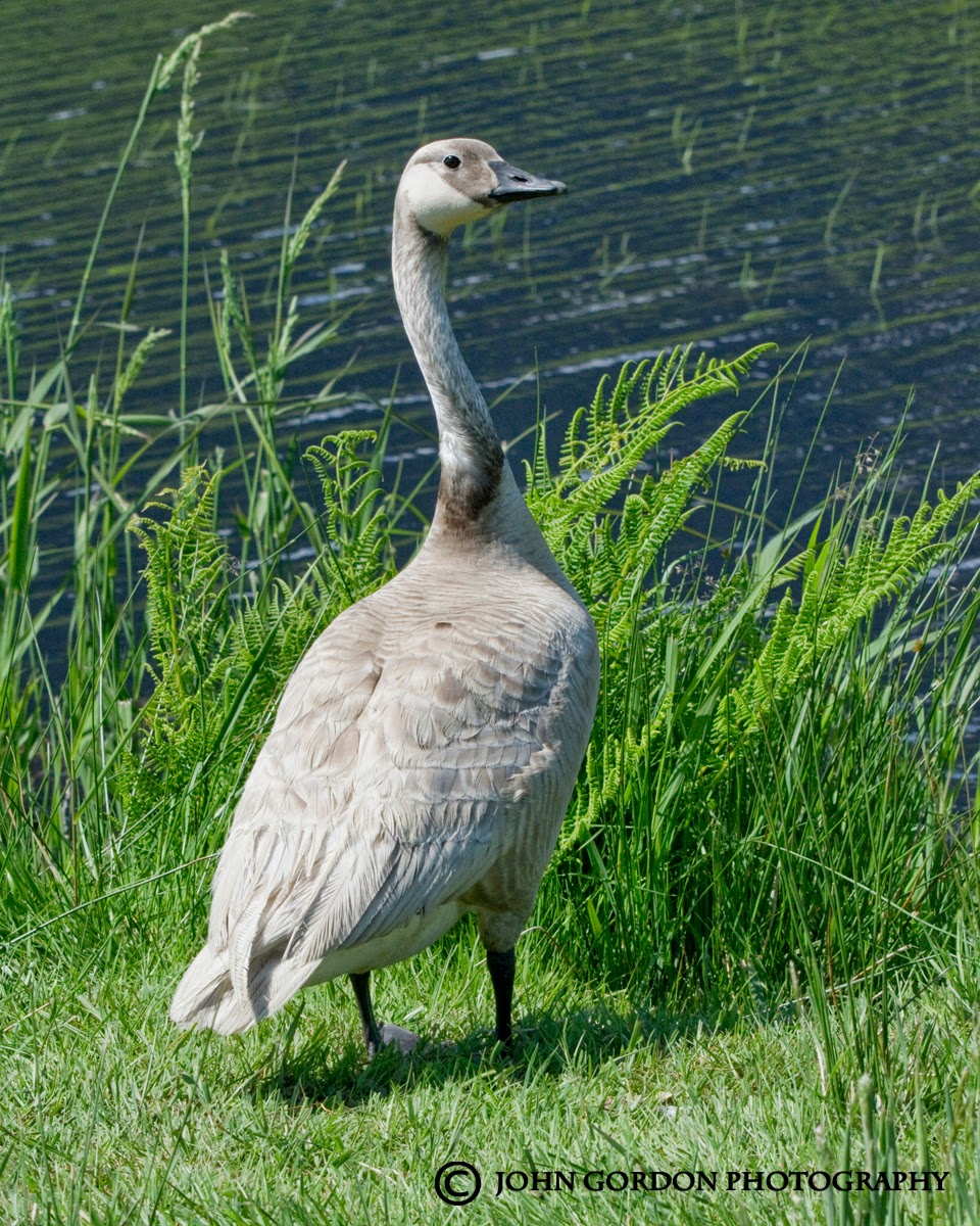 John Gordon/Listening to Birds: Grant Narrows Tamron 150mm-600mm