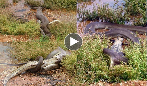 Giant python devours crocodile after 5-hour tussle in Australia | Top ...