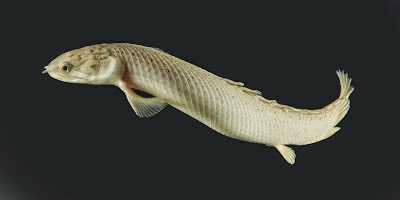 Young's Project: 걷는 물고기 폴립테루스 세네갈루스 - Walking Fish Polypterus Senegalus