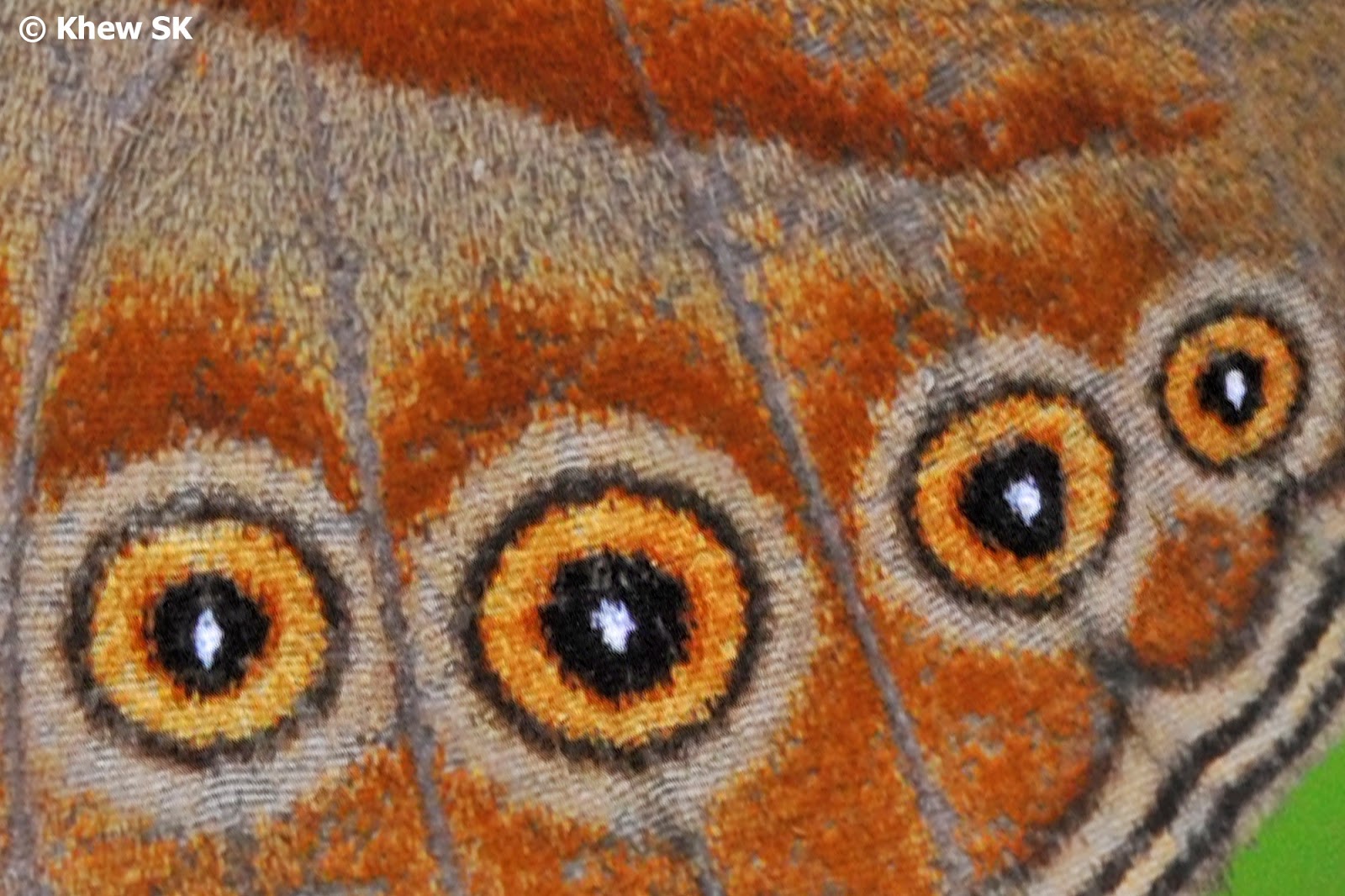Butterflies of Singapore: Butterfly Eyespots