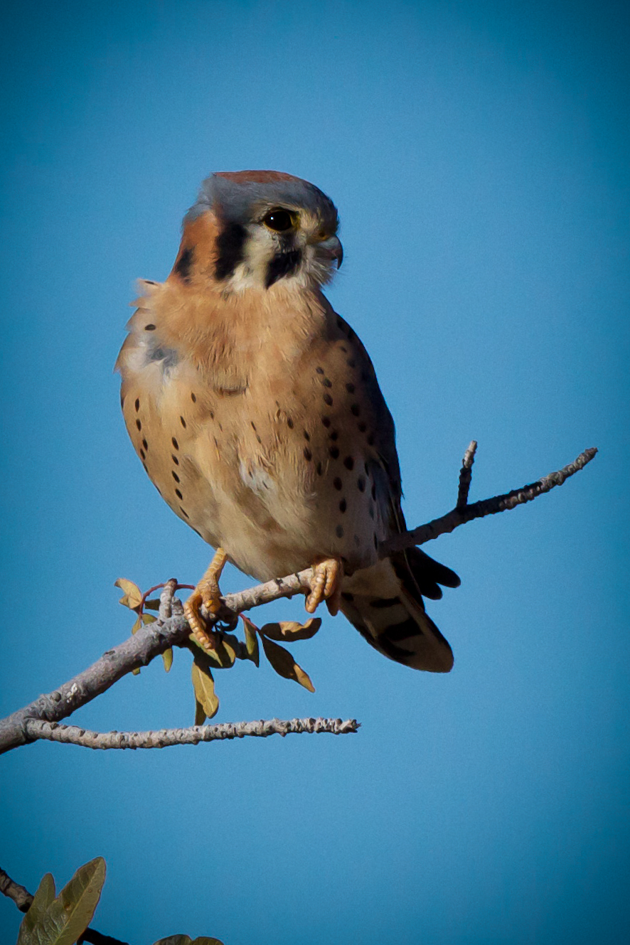 Feather Tailed Stories: American Kestrel, Tucson