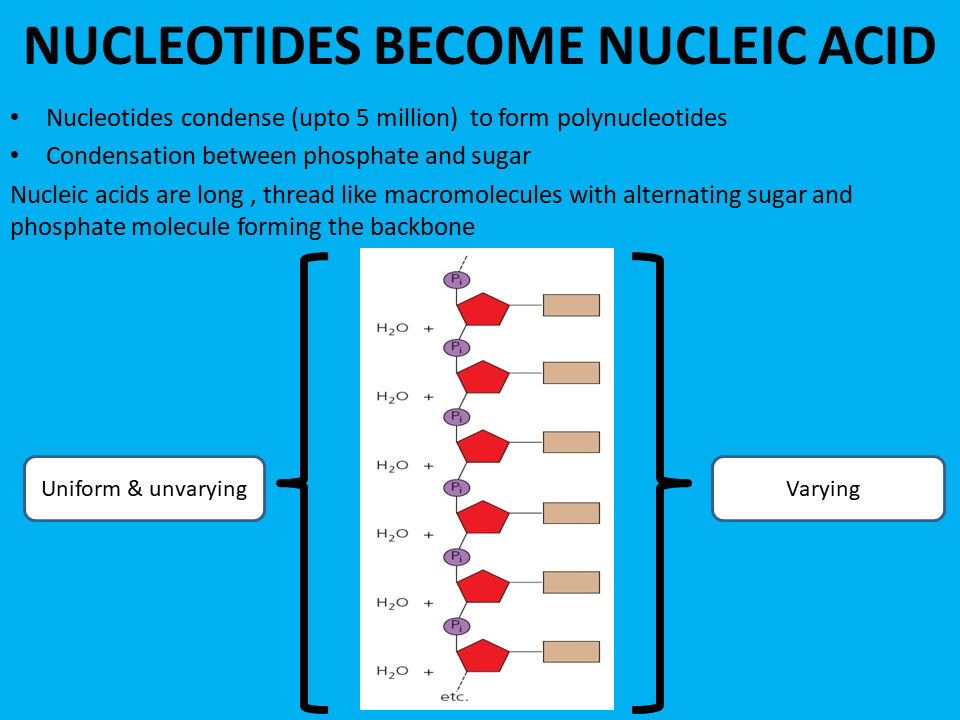 Grade 12: SEMESTER 2 - Chapter 1 - NUCLEIC ACIDS & PROTEIN SYNTHESIS