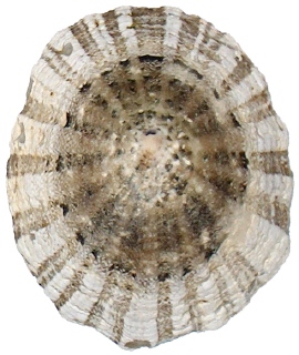 Compañeros de viaje: Scurria viridula