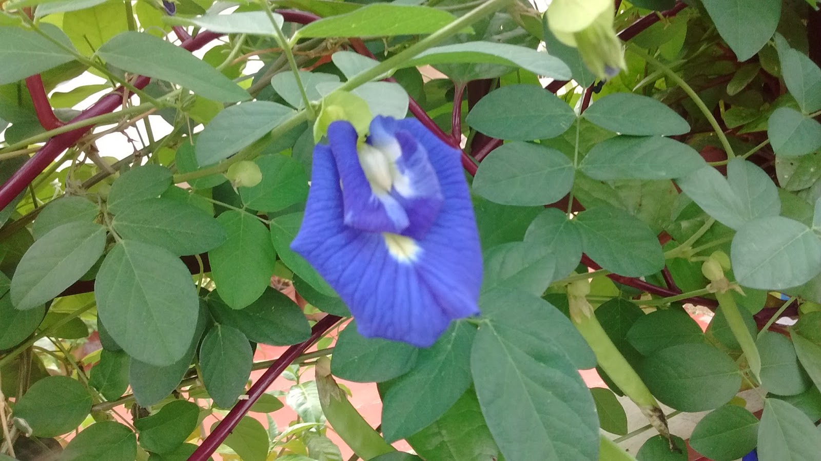 love, fresh air and sunshine: Sangu Pushpam Juice