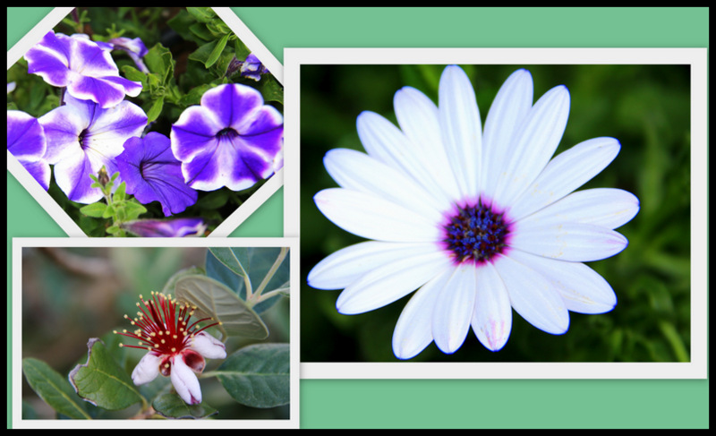 DIET COKE ROCKS: LET'S LOOK AT BORING PLANTS!