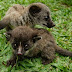 Menu Makan Musang Umur 1.5 - 3 bulan | Dunia Musang | Musang Lovers