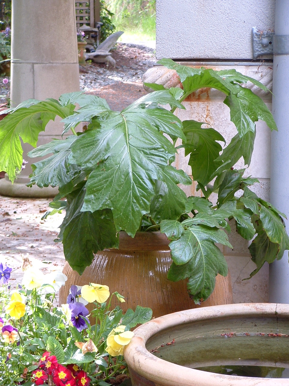 Fair Hero: Plants in Architecture ~ The Acanthus