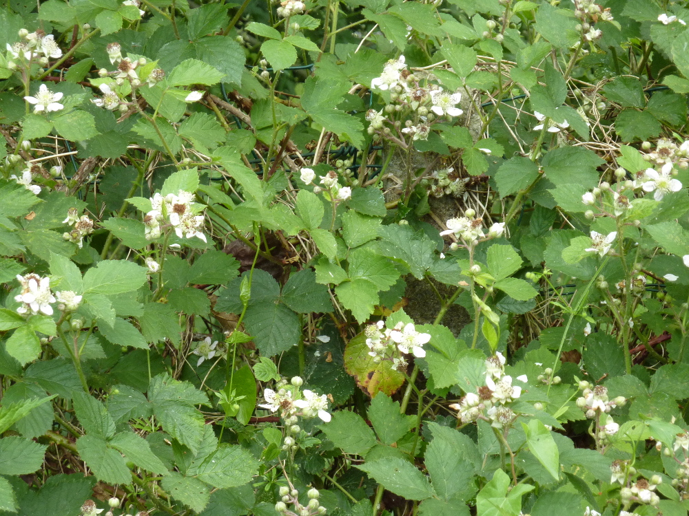 Photos de fleurs sauvages mellifères du printemps - un rucher au jardin