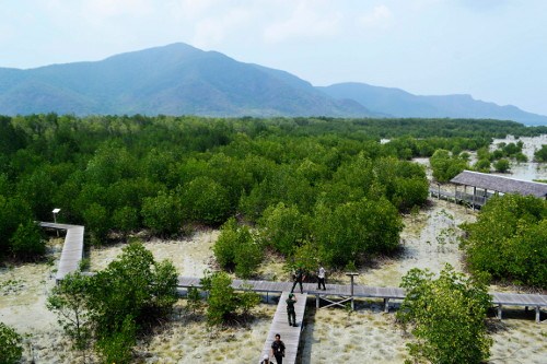 Mangrove Tracking Hutan Bakau Karimun Jawa - Wisata Karimunjawa