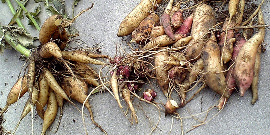 HORTA ORGÂNICA - COMO PLANTAR : YACON - BATATA