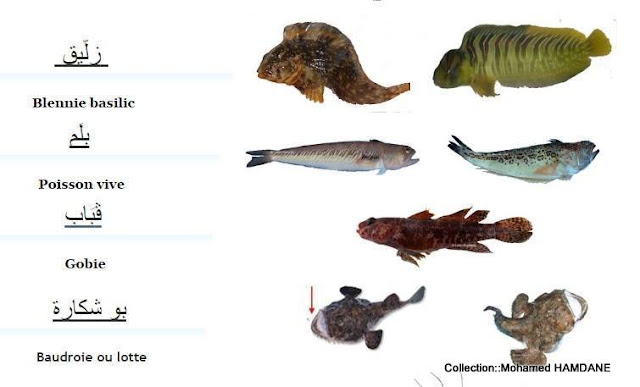 CULTURE et PATRIMOINE DE TUNISIE EN IMAGES- MOHAMED HAMDANE-ثقافة وتراث ...