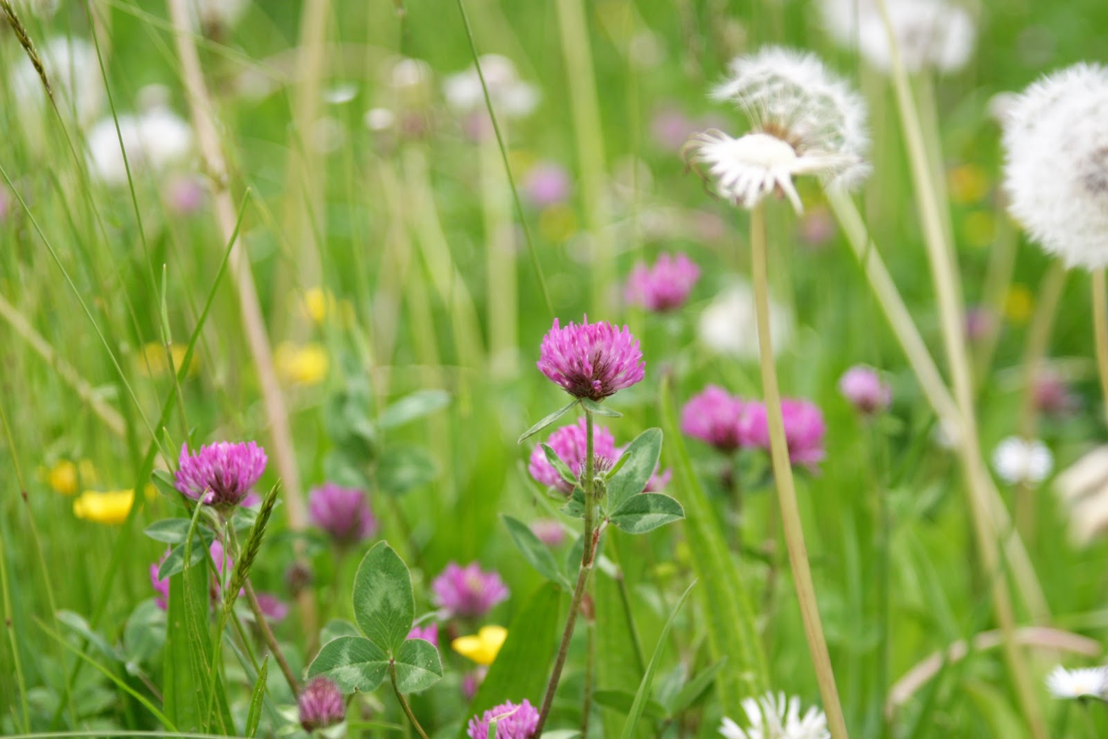 Red Clover, Red Clover