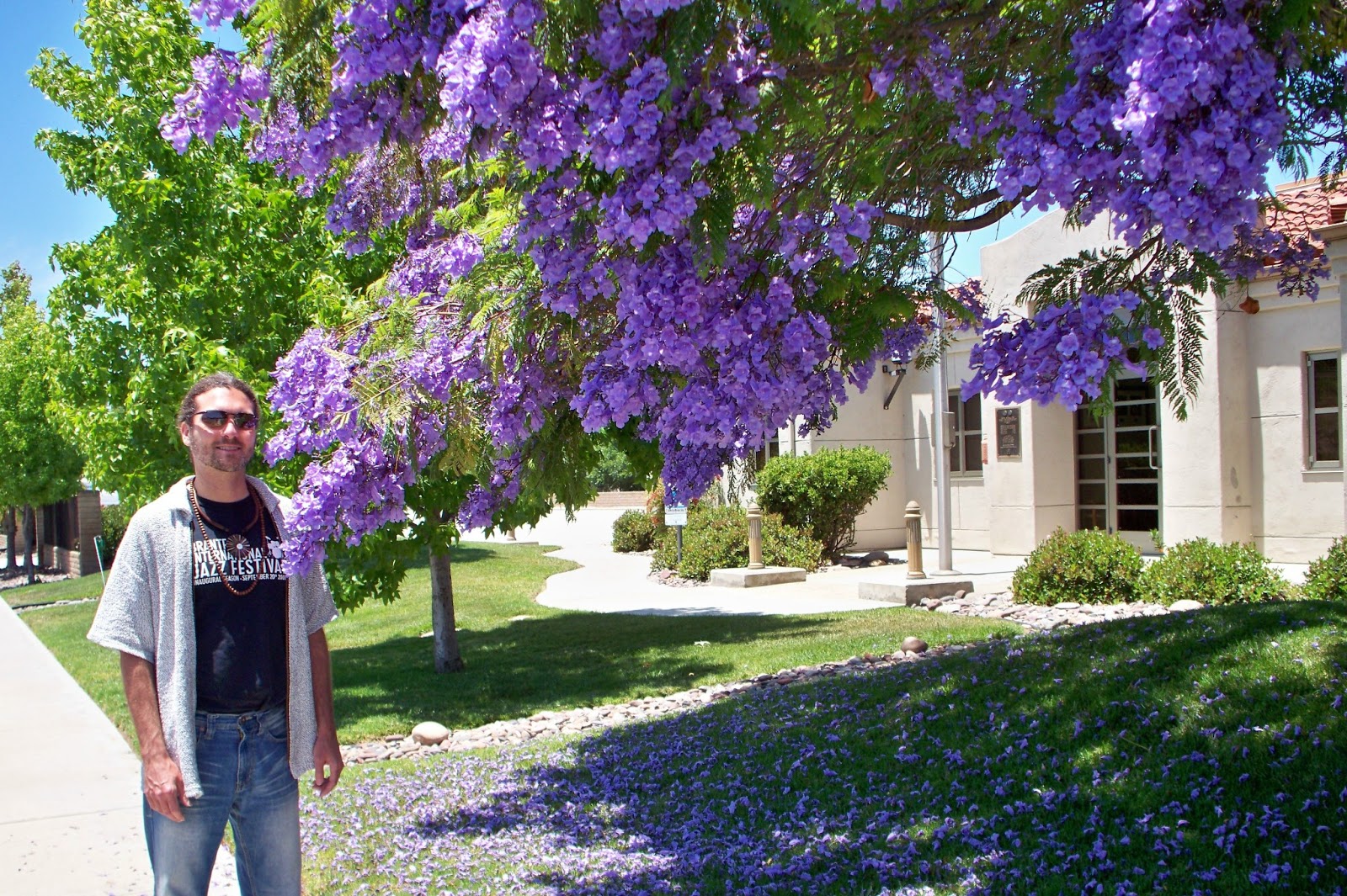 Caroba-roxa - Jacaranda puberula Cham.