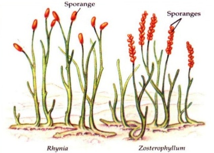 Multiple Choice Quiz on Paleobotany | Biology Multiple Choice Quizzes