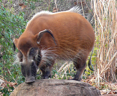 Synapsida: The Pig Family: Bush Pig, Bushpig, Red River Hog
