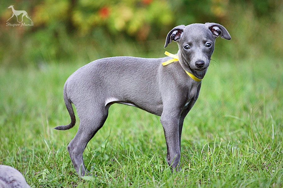 STUPOR MUNDI FCI Hodowla Charcików Włoskich: Stupor Mundi DESIREE