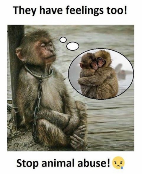 STOP ANIMAL ABUSE | Quotes and Sayings