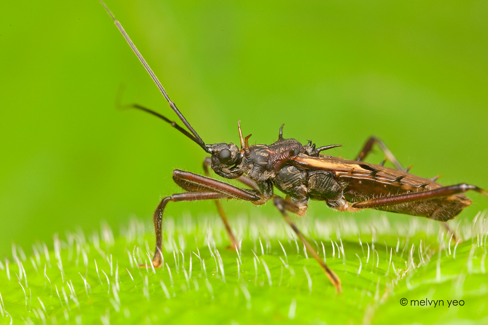 Melvyn's Photography: Reduviidae, Assassin Bug