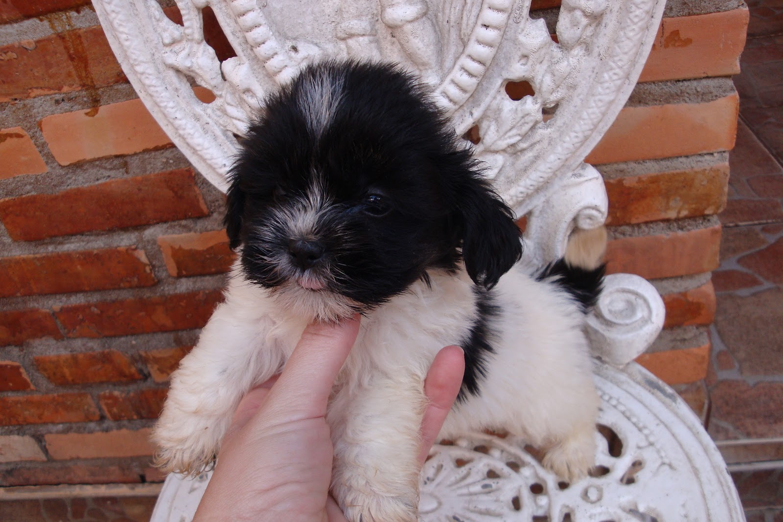 Cau e Giu Lindos Filhotes de BH: LINDA MINI FÊMEA DE LHASA APSO