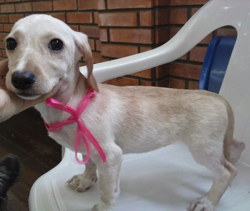 Adote, Não Compre!: ADOTADOS: Pupie, Pitucha e Bijou, lindas ...