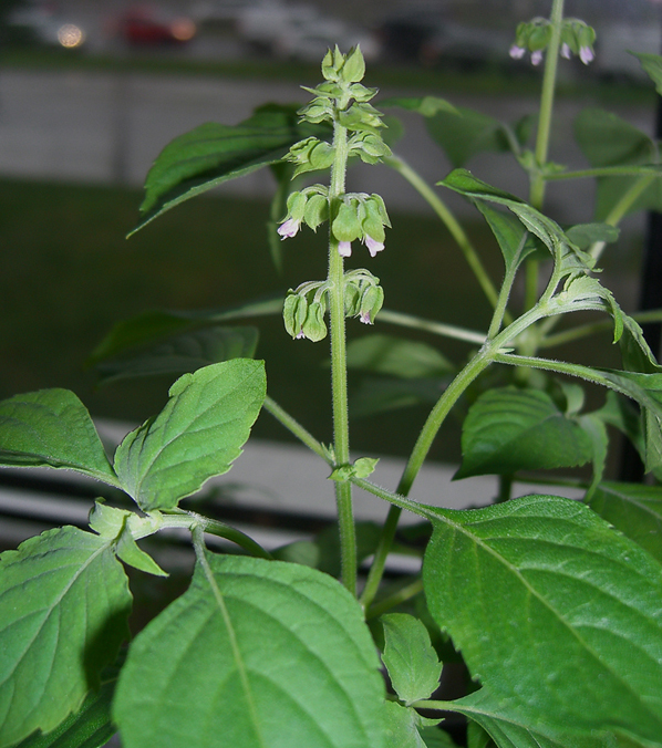 Growing Peruvian Basil