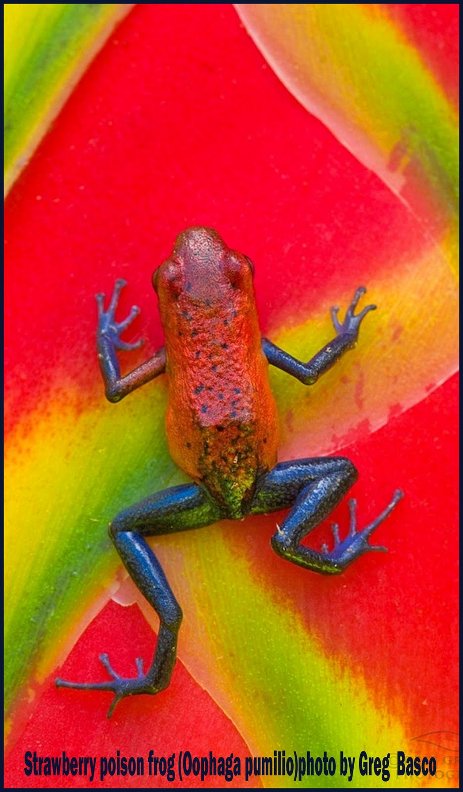 Frog Hopper Glen: Beauty & Poison: Costa Rican Frogs Captured by Greg Basco