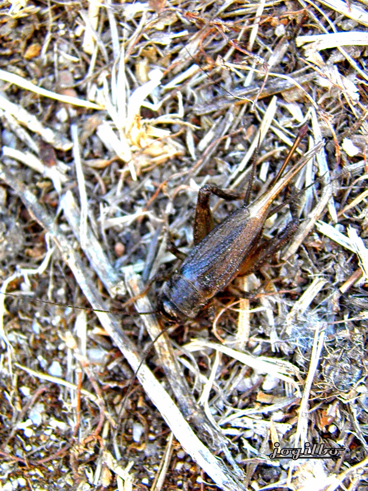 benquerer: Grilo-doméstico (Acheta domesticus)