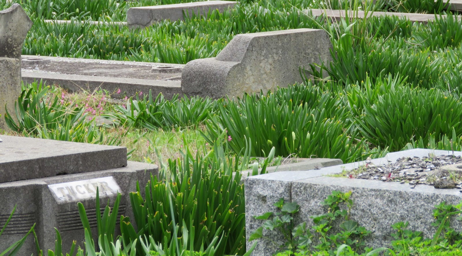 Wowed by weeds in shady cemetery