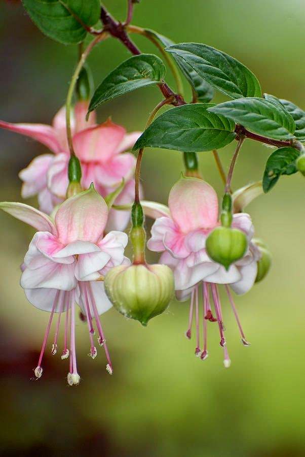 Fuschia Flower | Backyards Click