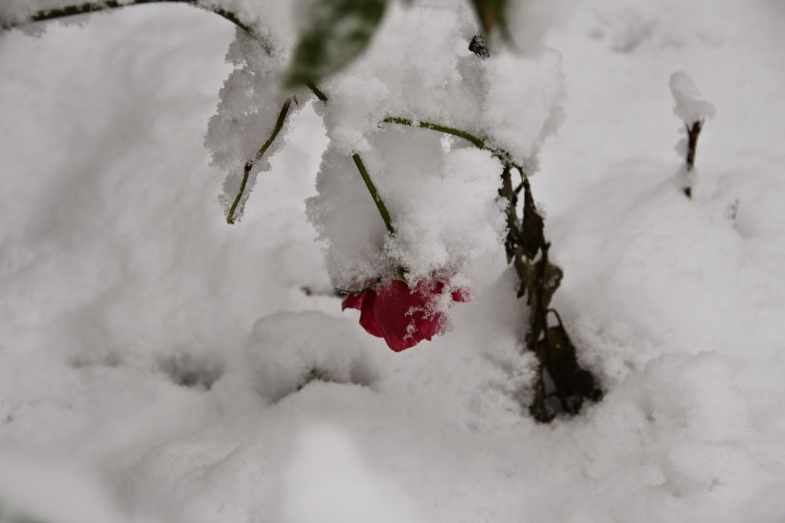 Frk. Anemone: Hvid jul