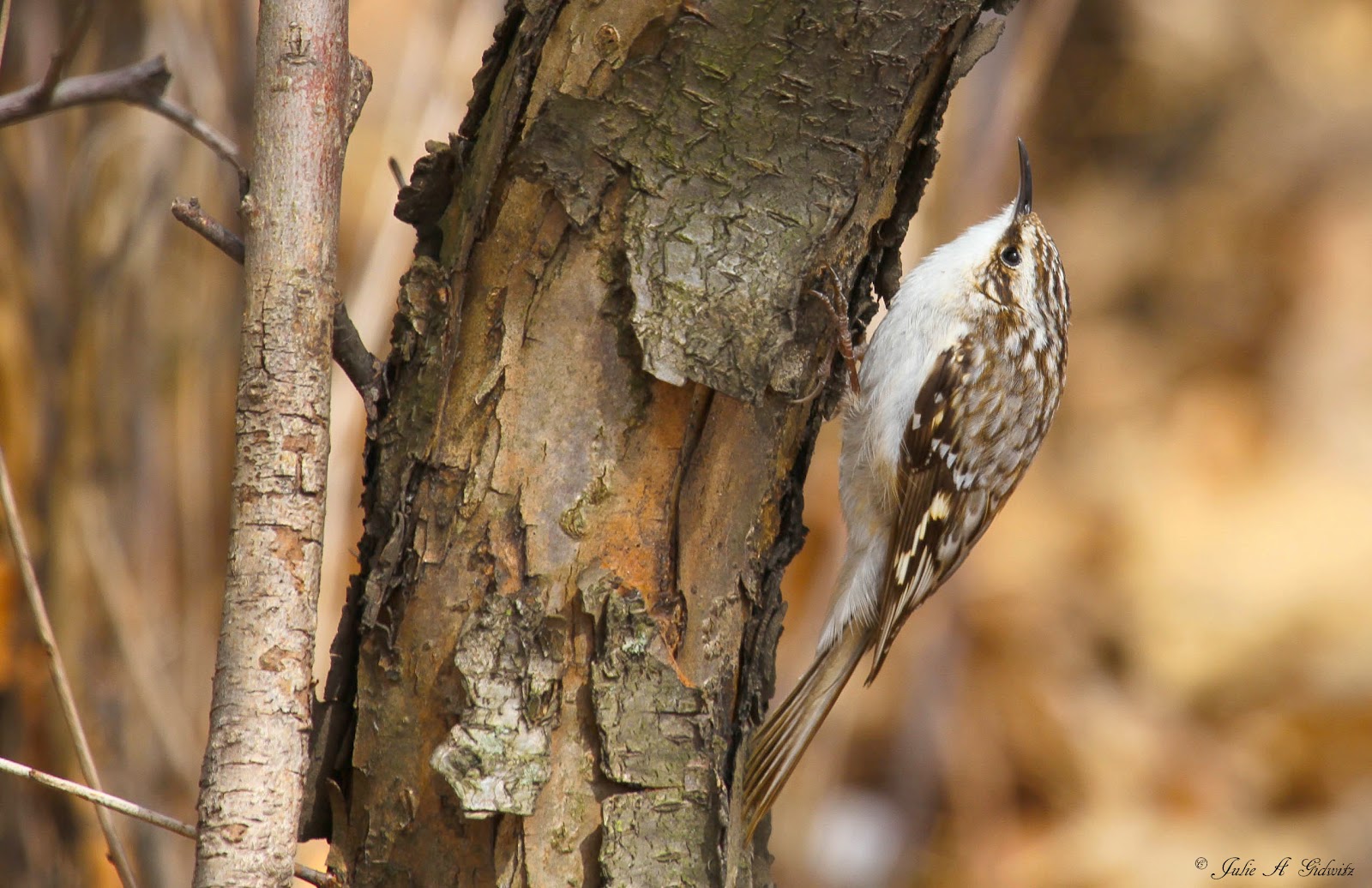 Birding Is Fun!: A Peek at Beaks