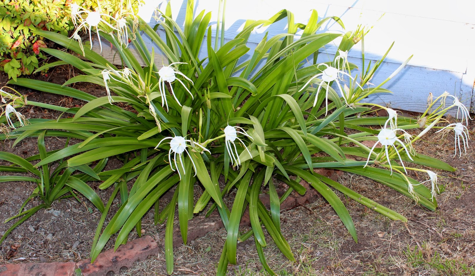 Florez Nursery: Hymenocallis littoralis