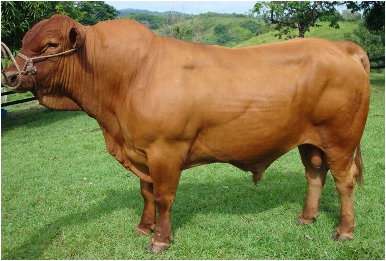 Generalidades de la Ganadería Bovina.: Senepol