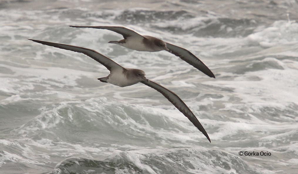El blog de Gorka Ocio: PARDELAS DE CABO VERDE (Calonectris edwardsii ...