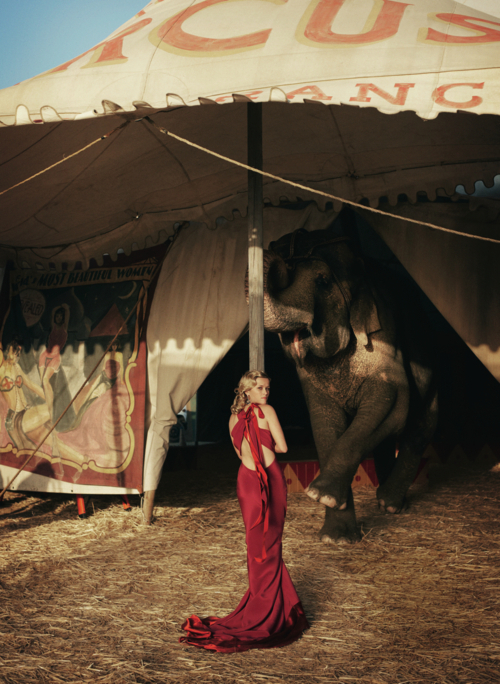 Jackie's Flowers: CIRCUS! CIRCUS!