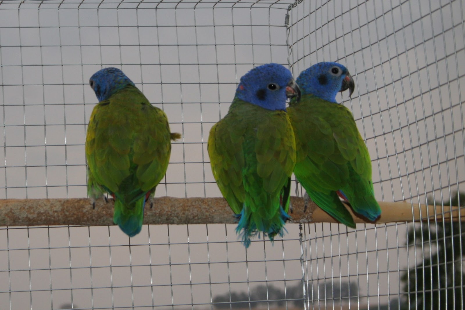 CRIADOURO MANDARIM: Maritaca-de-cabeça-azul (Pionus menstruus)