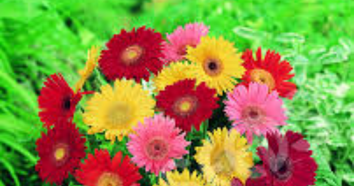 biksen akuaponik: Cara Budidaya GERBERA / HEBRAS ( Gerbera jamensonii )